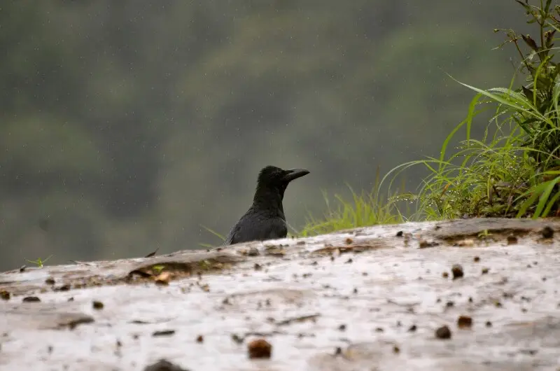 Indian jungle crow - Facts, Diet, Habitat & Pictures on Animalia.bio