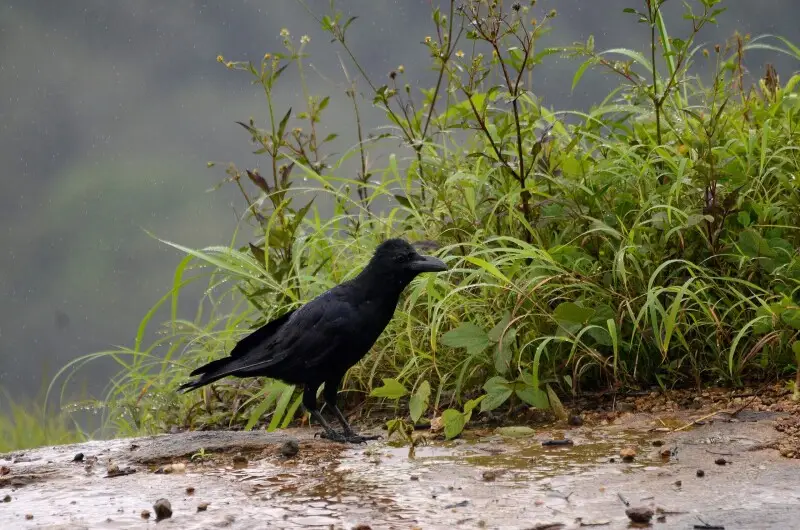 Indian jungle crow - Facts, Diet, Habitat & Pictures on Animalia.bio