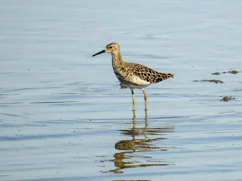 Ruff - Facts, Diet, Habitat & Pictures on Animalia.bio