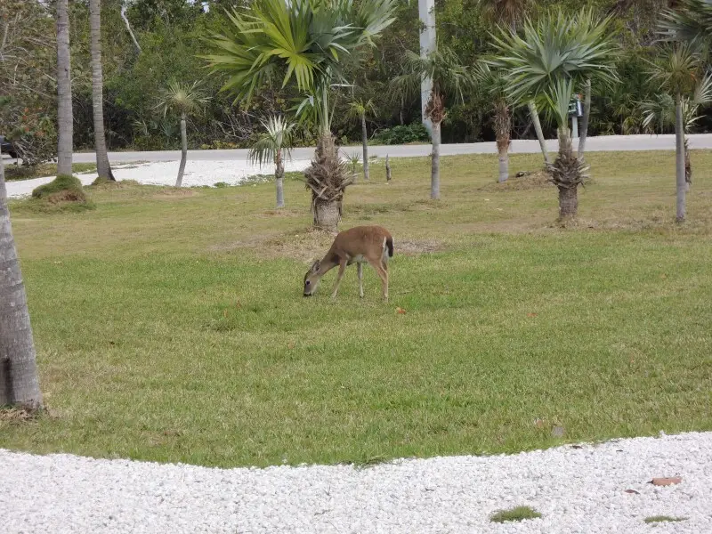 Key deer - Facts, Diet, Habitat & Pictures on Animalia.bio