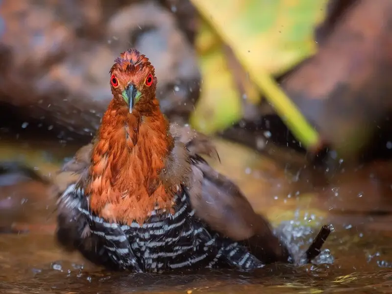 Rallina eurizonoides - факти, дієта, ареал і фотографії на Animalia.bio
