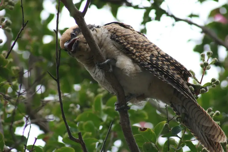 Pacific koel - Facts, Diet, Habitat & Pictures on Animalia.bio