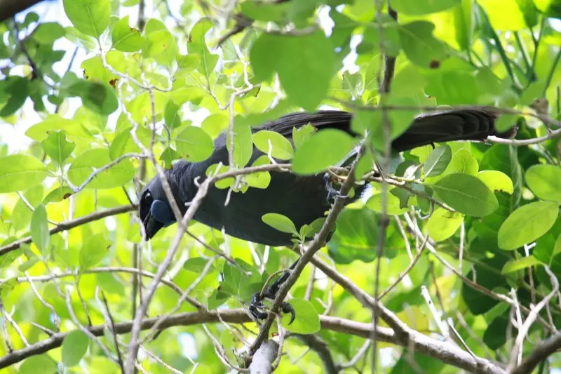 North Island kōkako - Facts, Diet, Habitat & Pictures on Animalia.bio