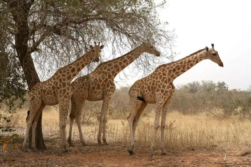 West African giraffe - Facts, Diet, Habitat & Pictures on Animalia.bio