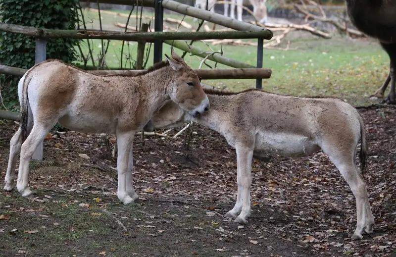 Turkmenian kulan - Facts, Diet, Habitat & Pictures on Animalia.bio