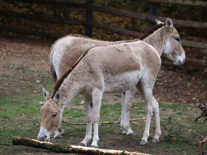 Turkmenian kulan - Facts, Diet, Habitat & Pictures on Animalia.bio