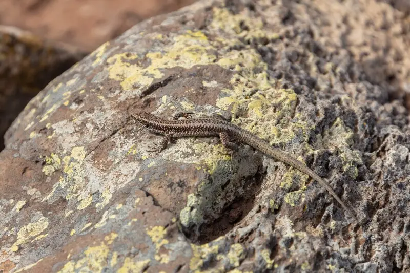 Madeiran wall lizard - Facts, Diet, Habitat & Pictures on Animalia.bio