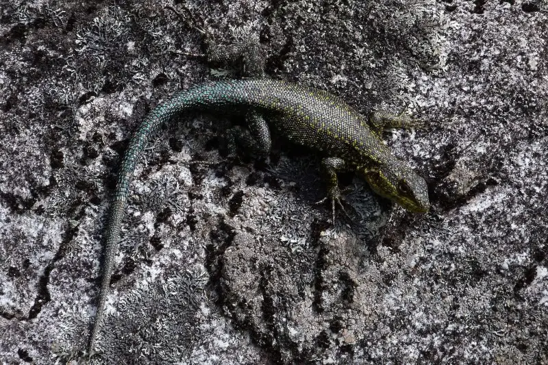 Liolaemus tenuis - факти, дієта, ареал і фотографії на Animalia.bio