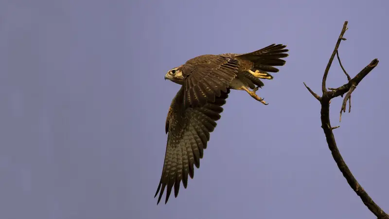 Laggar falcon - Facts, Diet, Habitat & Pictures on Animalia.bio