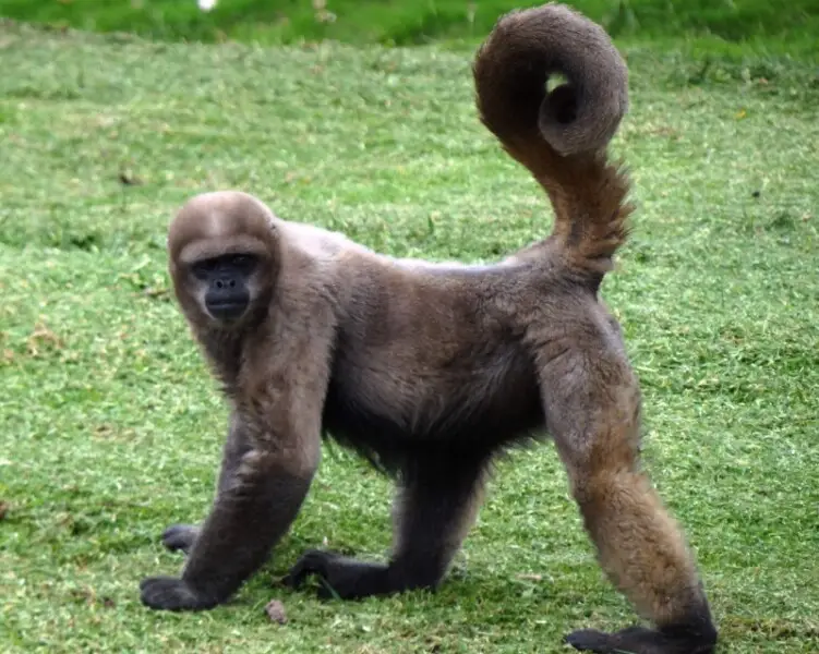 Colombian woolly monkey - Facts, Diet, Habitat & Pictures on Animalia.bio