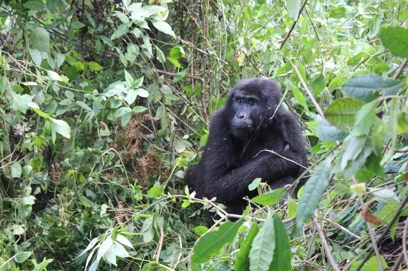 Mountain gorilla - Facts, Diet, Habitat & Pictures on Animalia.bio