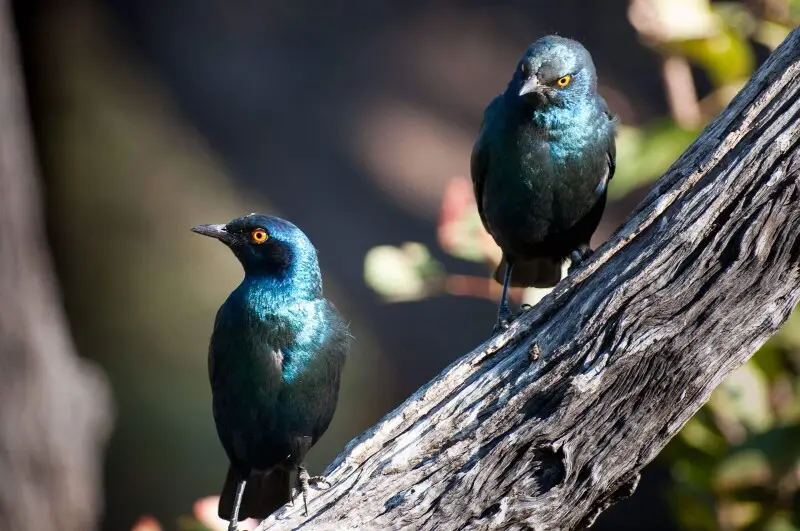 Cape starling - Facts, Diet, Habitat & Pictures on Animalia.bio