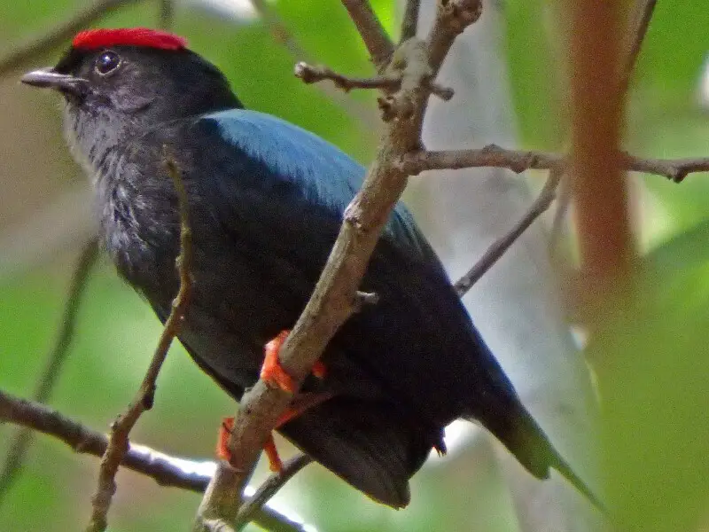 Lance-tailed manakin - Facts, Diet, Habitat & Pictures on Animalia.bio