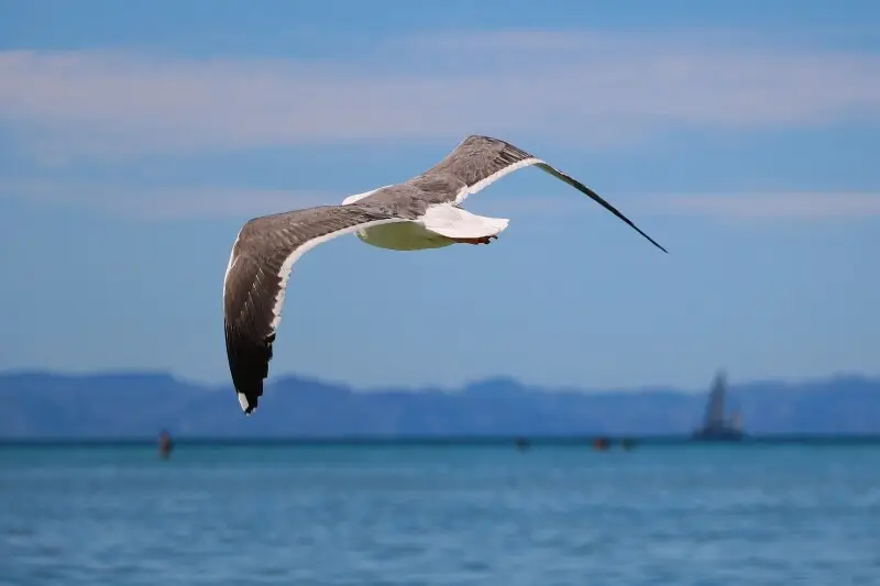 Yellow-footed gull - Facts, Diet, Habitat & Pictures on Animalia.bio