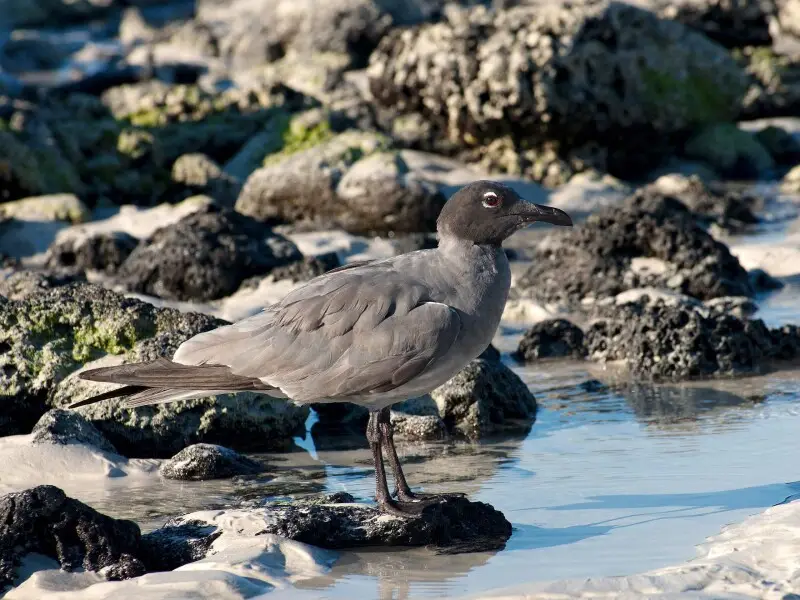 Lava gull - Facts, Diet, Habitat & Pictures on Animalia.bio