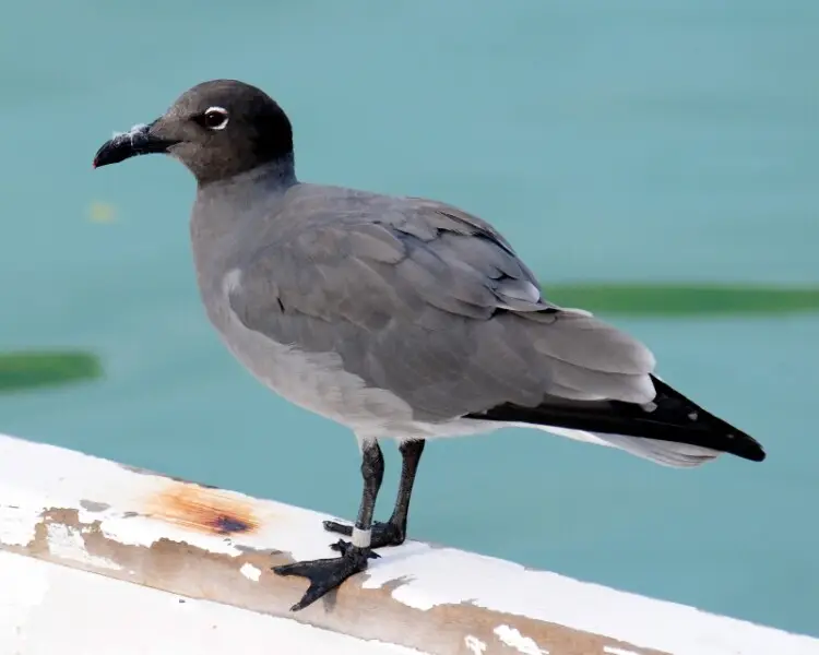 Lava gull - Facts, Diet, Habitat & Pictures on Animalia.bio