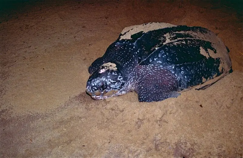 Leatherback sea turtle - Facts, Diet, Habitat & Pictures on Animalia.bio