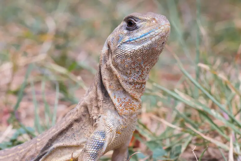 Common butterfly lizard - Facts, Diet, Habitat & Pictures on Animalia.bio