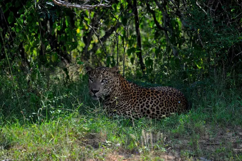 Sri Lankan leopard - Facts, Diet, Habitat & Pictures on Animalia.bio