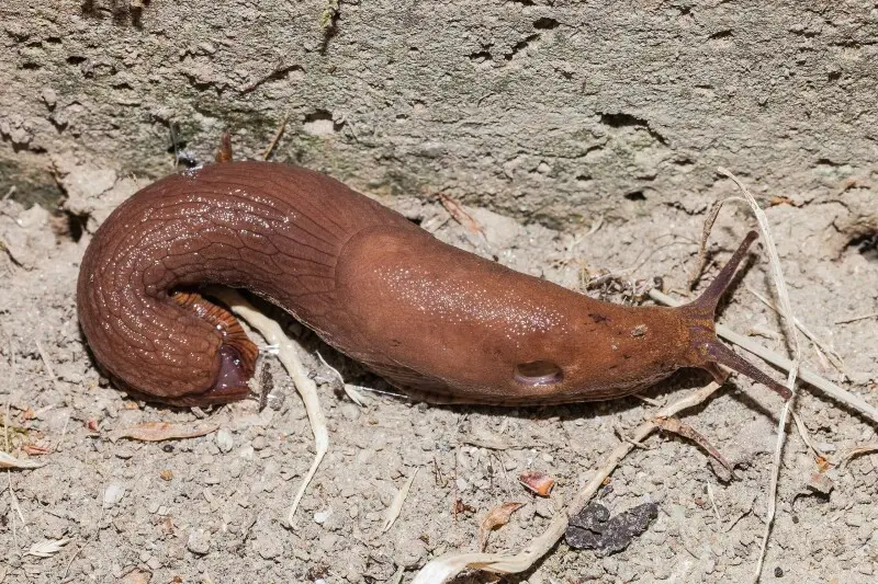 Red slug - Facts, Diet, Habitat & Pictures on Animalia.bio