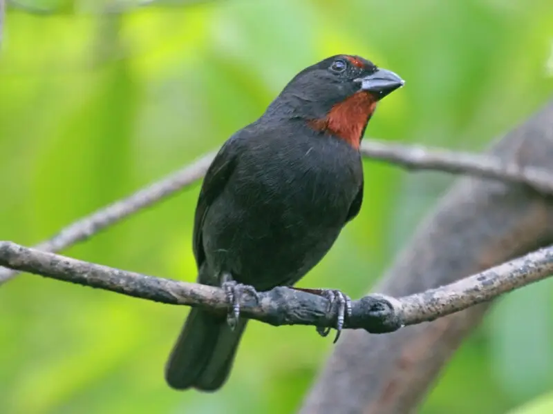 Lesser Antillean bullfinch - Facts, Diet, Habitat & Pictures on ...