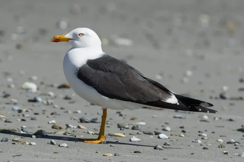 Lesser black-backed gull - Facts, Diet, Habitat & Pictures on Animalia.bio
