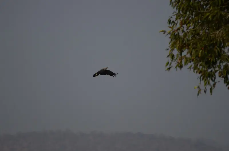 Lesser fish eagle - Facts, Diet, Habitat & Pictures on Animalia.bio