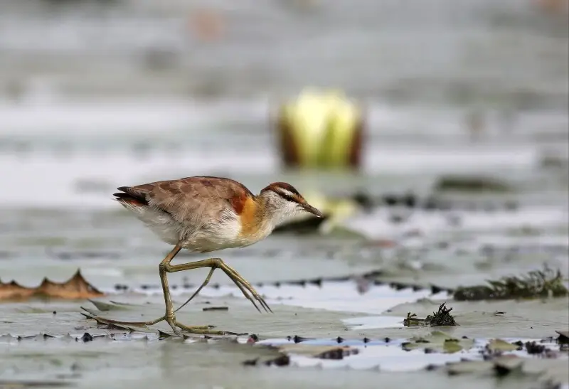 Lesser jacana - Facts, Diet, Habitat & Pictures on Animalia.bio