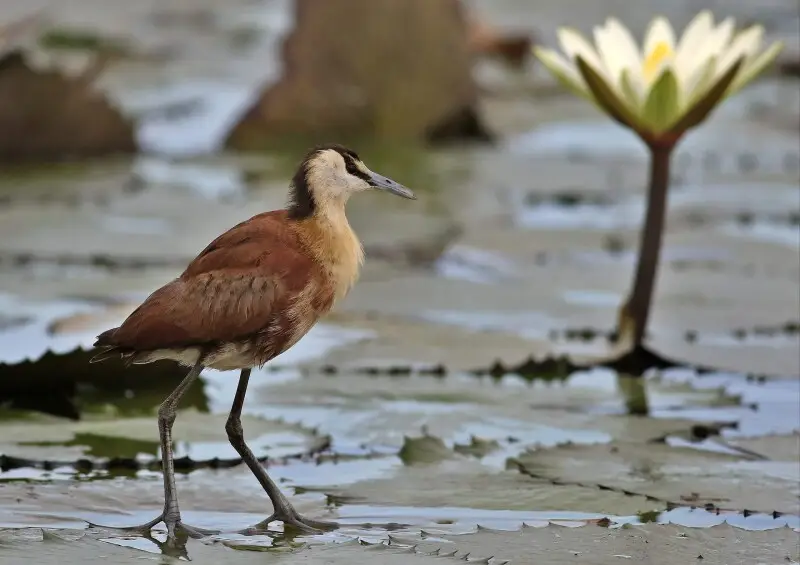 African jacana - Facts, Diet, Habitat & Pictures on Animalia.bio