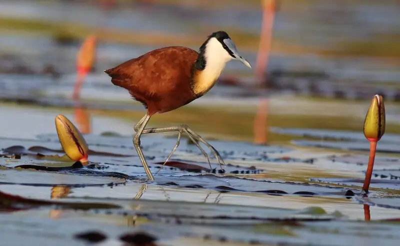 Lesser jacana - Facts, Diet, Habitat & Pictures on Animalia.bio