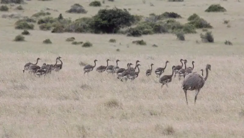 Darwin's rhea - Facts, Diet, Habitat & Pictures on Animalia.bio