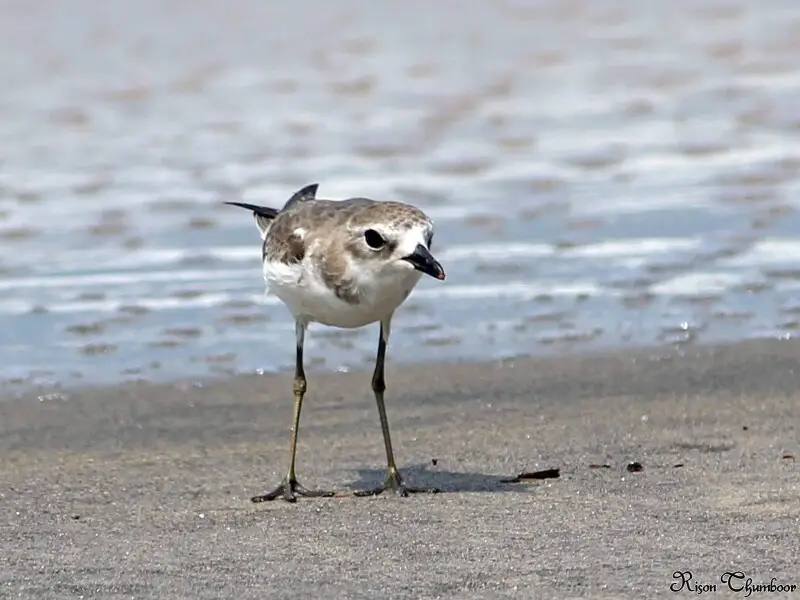 Lesser sand plover - Facts, Diet, Habitat & Pictures on Animalia.bio