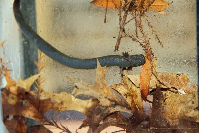 Lesser siren - Facts, Diet, Habitat & Pictures on Animalia.bio