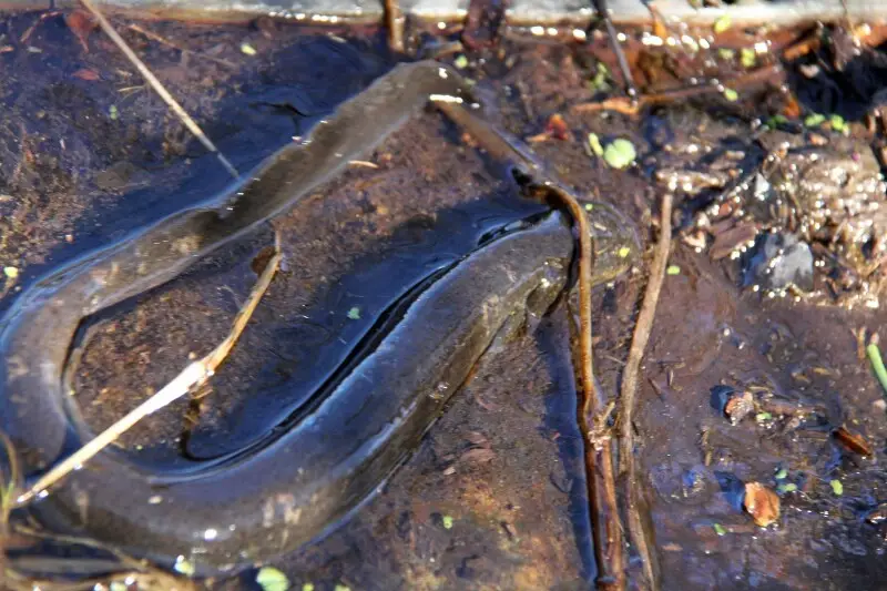 Lesser siren - Facts, Diet, Habitat & Pictures on Animalia.bio