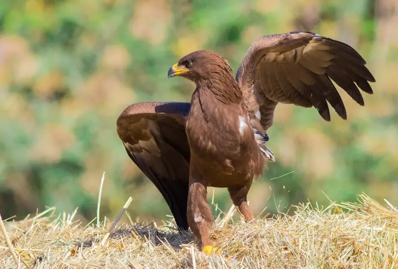 Lesser spotted eagle - Facts, Diet, Habitat & Pictures on Animalia.bio