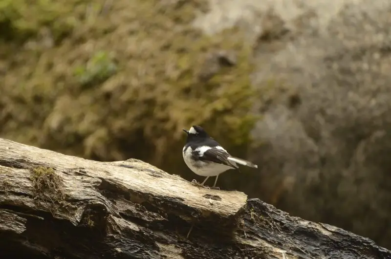 Little forktail - Facts, Diet, Habitat & Pictures on Animalia.bio
