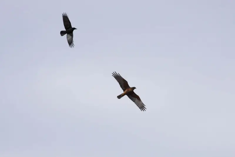 Swamp harrier - Facts, Diet, Habitat & Pictures on Animalia.bio