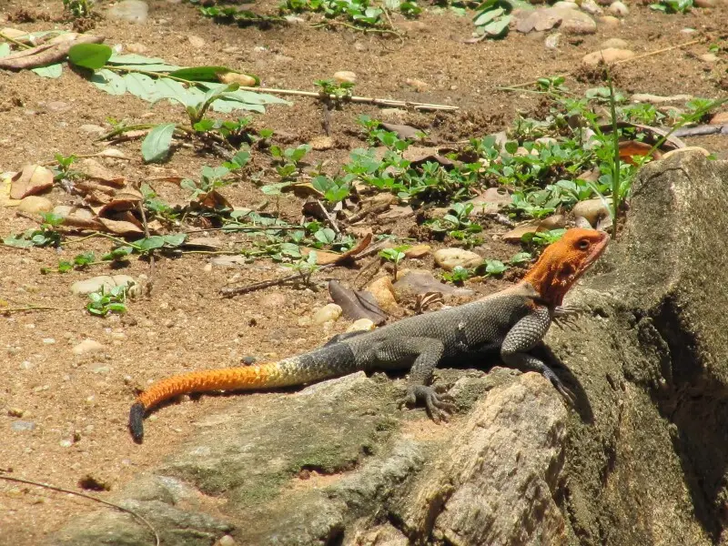 Agama lionotus - Facts, Diet, Habitat & Pictures on Animalia.bio