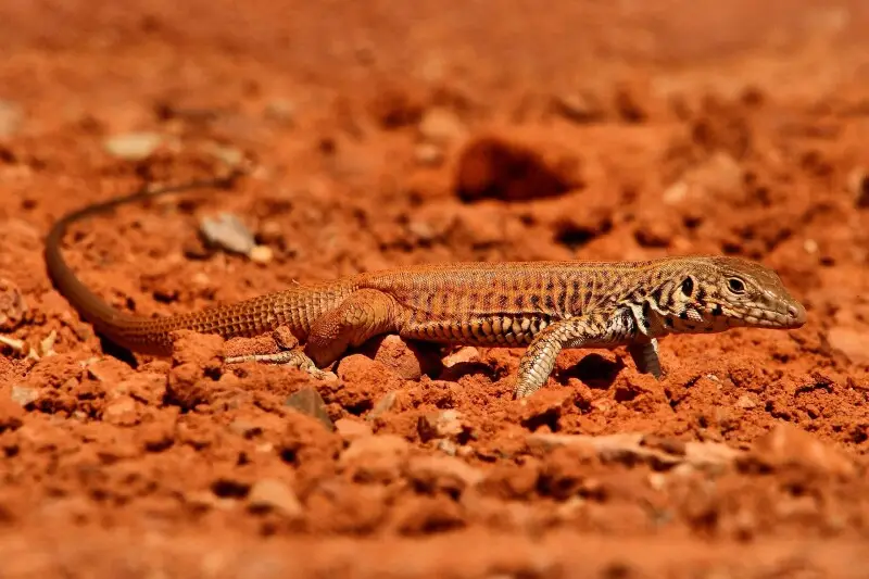 Western whiptail - Facts, Diet, Habitat & Pictures on Animalia.bio