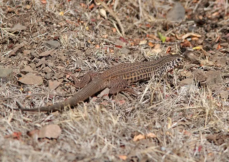 Western whiptail - Facts, Diet, Habitat & Pictures on Animalia.bio