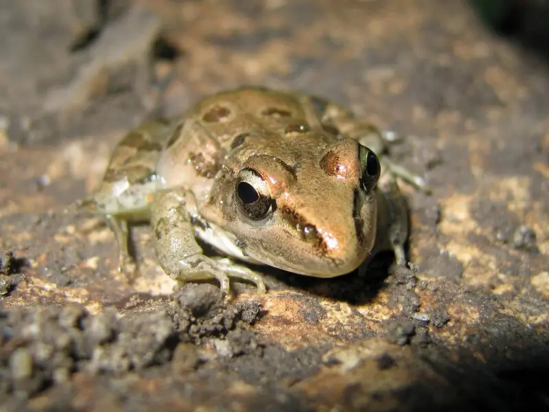 Southern leopard frog - Facts, Diet, Habitat & Pictures on Animalia.bio