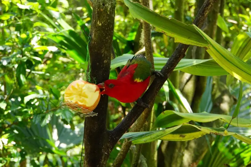Chattering lory - Facts, Diet, Habitat & Pictures on Animalia.bio