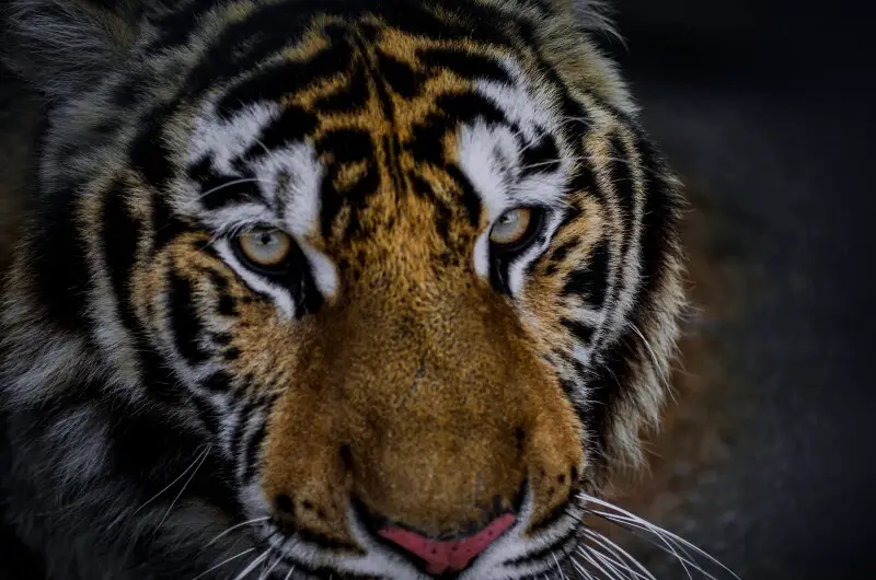 Bengal tiger - Facts, Diet, Habitat & Pictures on Animalia.bio