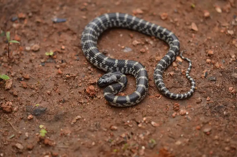 Lycodon travancoricus - Facts, Diet, Habitat & Pictures on Animalia.bio