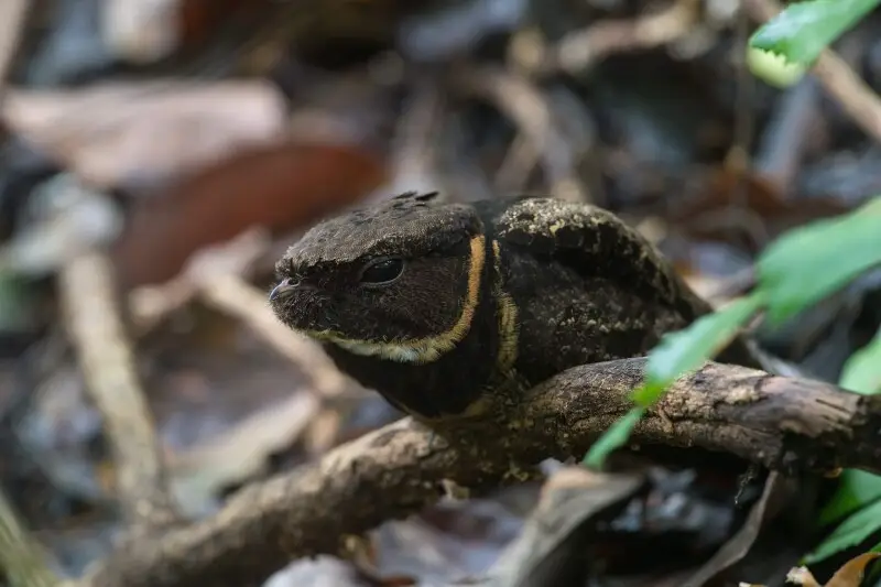 Great eared nightjar - Facts, Diet, Habitat & Pictures on Animalia.bio