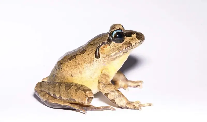 Stuttering frog - Facts, Diet, Habitat & Pictures on Animalia.bio