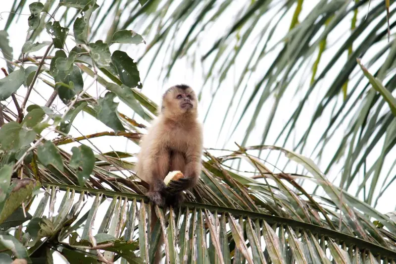 Azaras's capuchin - Facts, Diet, Habitat & Pictures on Animalia.bio