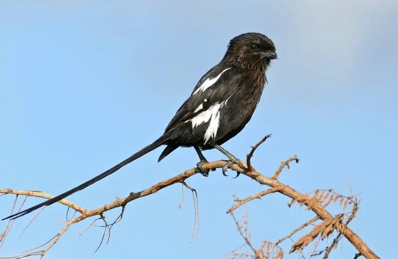 Magpie shrike - Facts, Diet, Habitat & Pictures on Animalia.bio