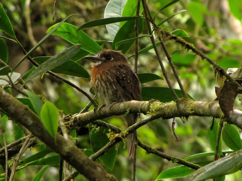 Moustached puffbird - Facts, Diet, Habitat & Pictures on Animalia.bio