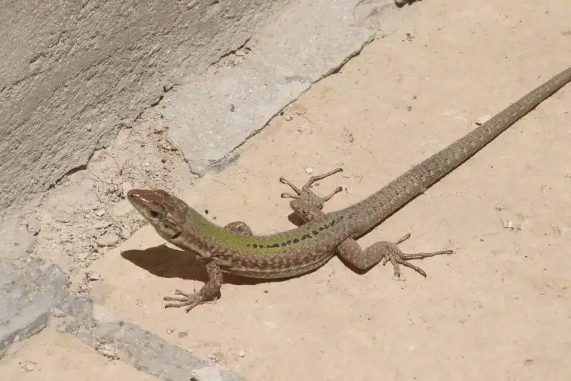 Filfola lizard - Facts, Diet, Habitat & Pictures on Animalia.bio